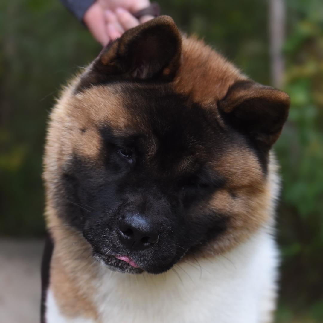 Morrow Akitas